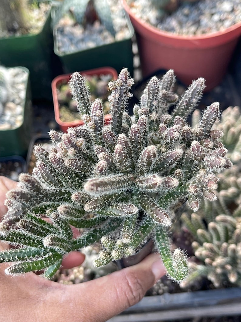 Rhipsalis Mouse Tail Cactus Rhipsalis Horrida | Live Plant | Hanging ...