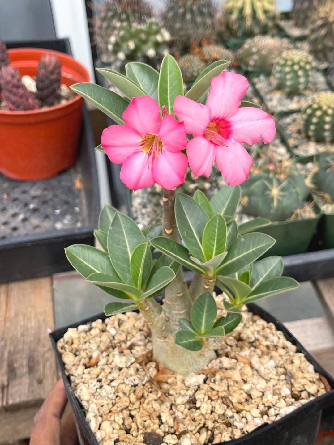 Adenium Arabicum | Live Plant Rare Plant Exotic Cactus Cactus Garden ...