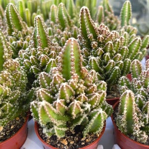 Fairy Castle Cactus | Fairytale Castle Live Indoor Succulent Plant ...
