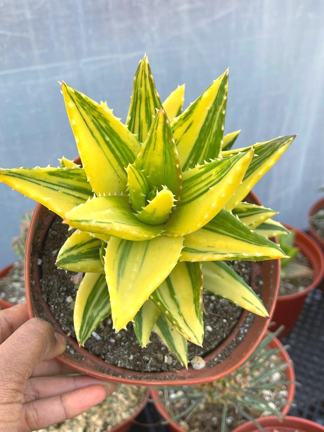 Variegated Aloe Nobilis | Variegated Aloe | Rare Aloe Live Succulent ...