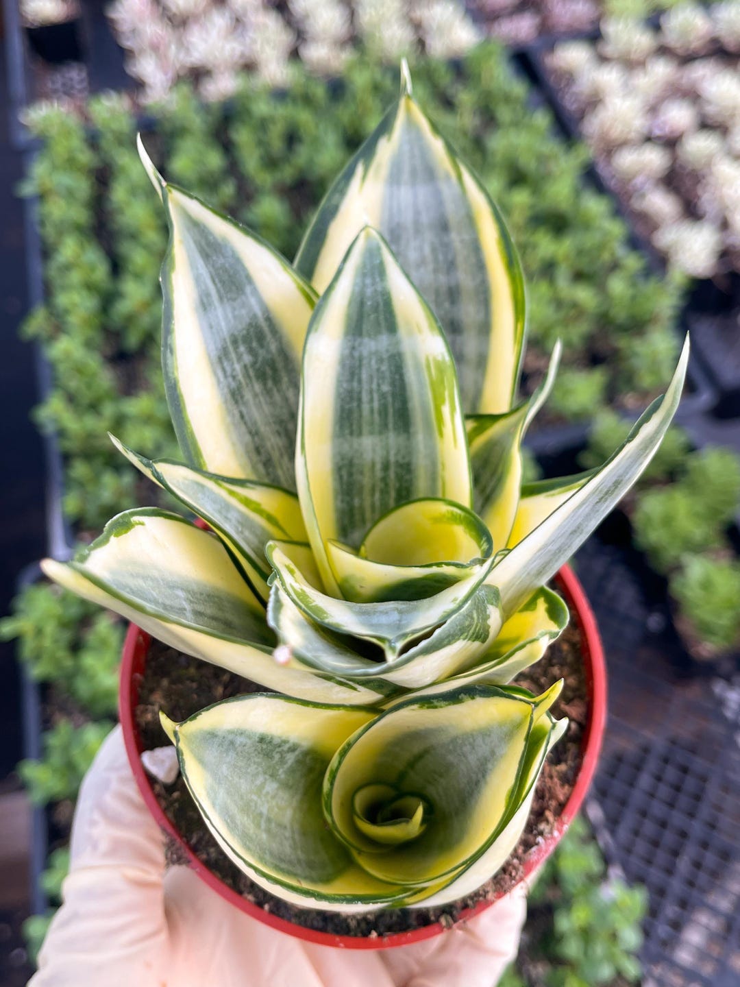 Sansevieria Golden Hahnii Snake Plant Variegated Rare Houseplant for ...