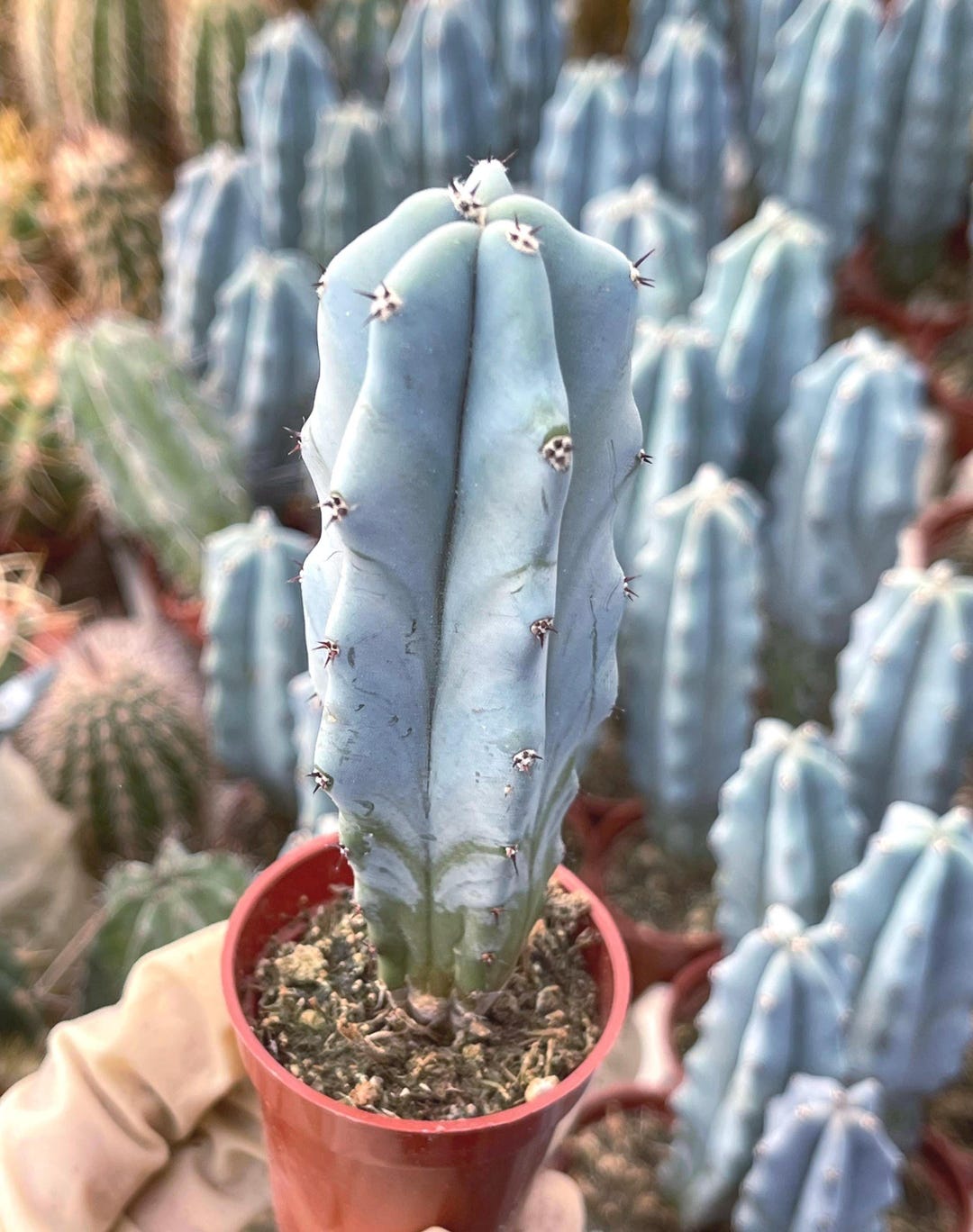 Blue Myrtle Cactus - Colorful Cactus for Home Decor Plant for Plant ...