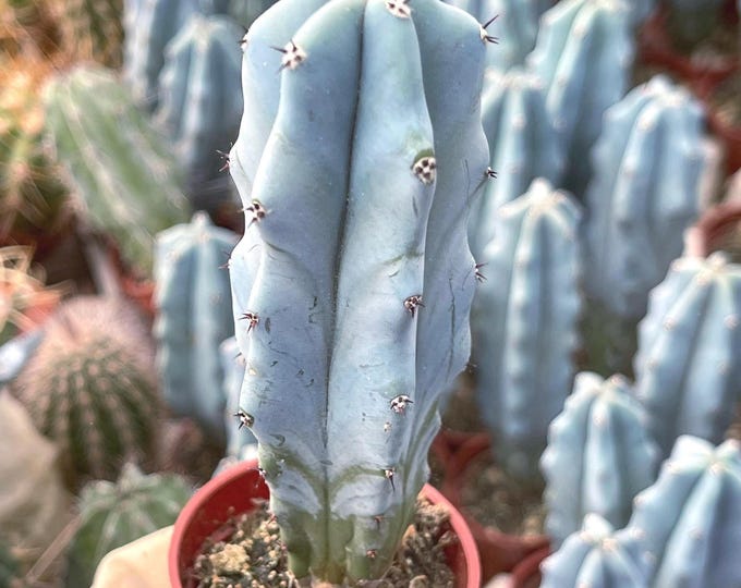 Blue Myrtle Cactus - Colorful Cactus for Home Decor Plant for Plant ...