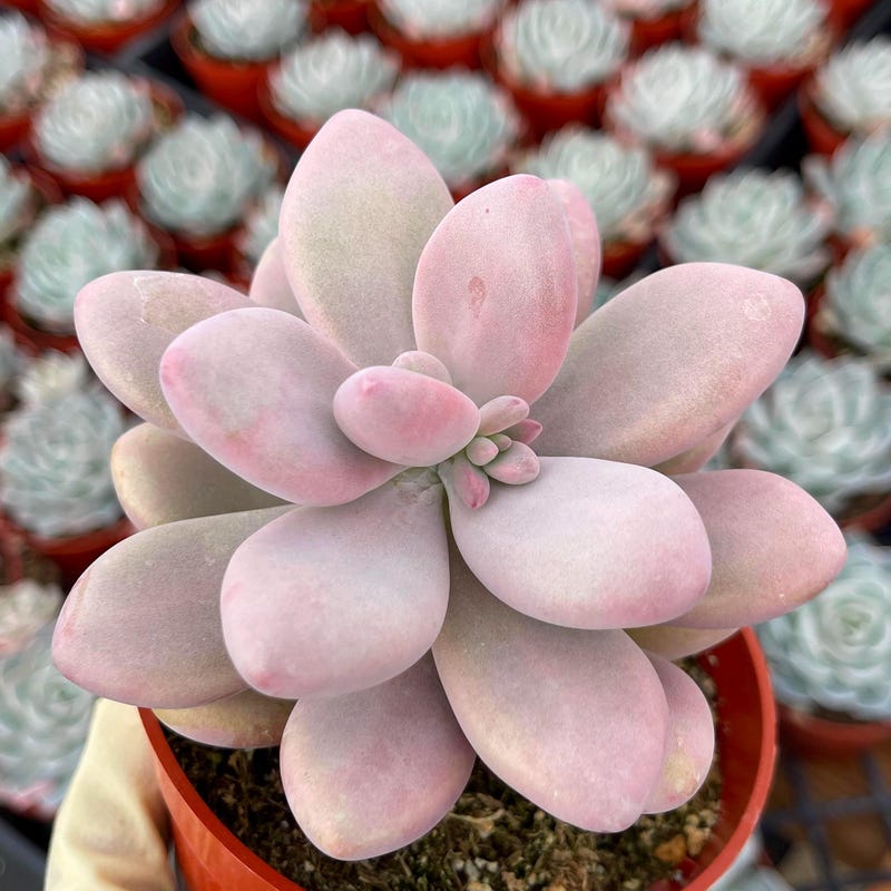 Pink Succulents - Etsy