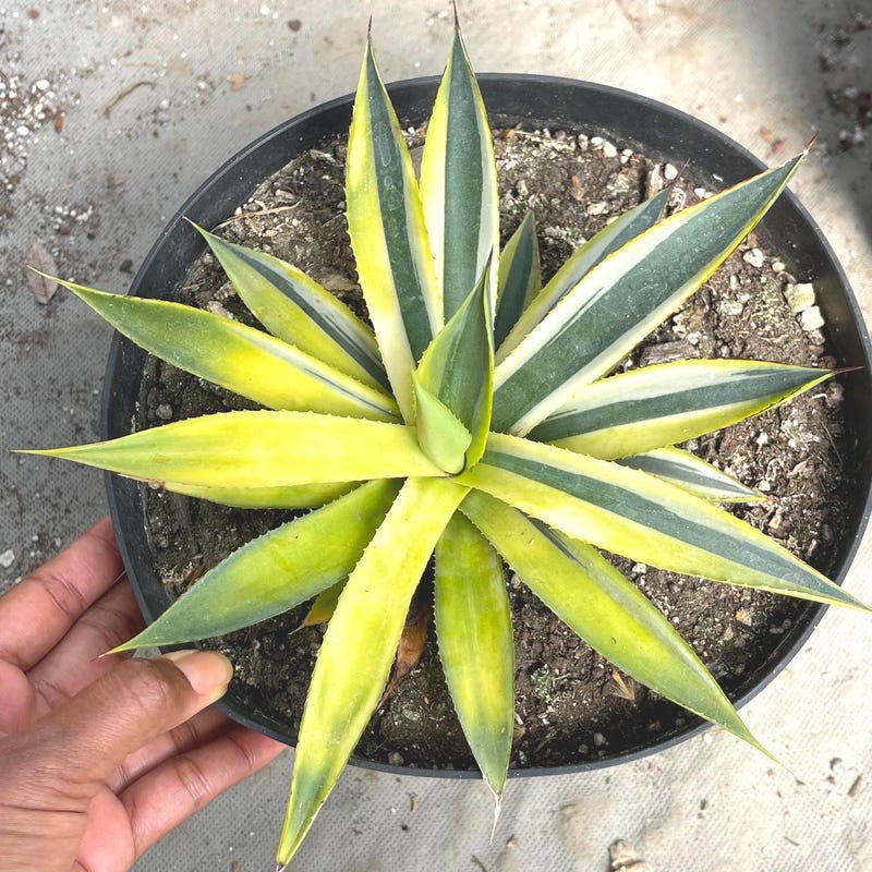 Agave Plant - Etsy