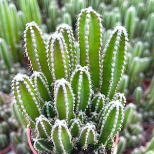 Fairy Castle Cactus | Fairytale Castle Live Indoor Succulent Plant ...