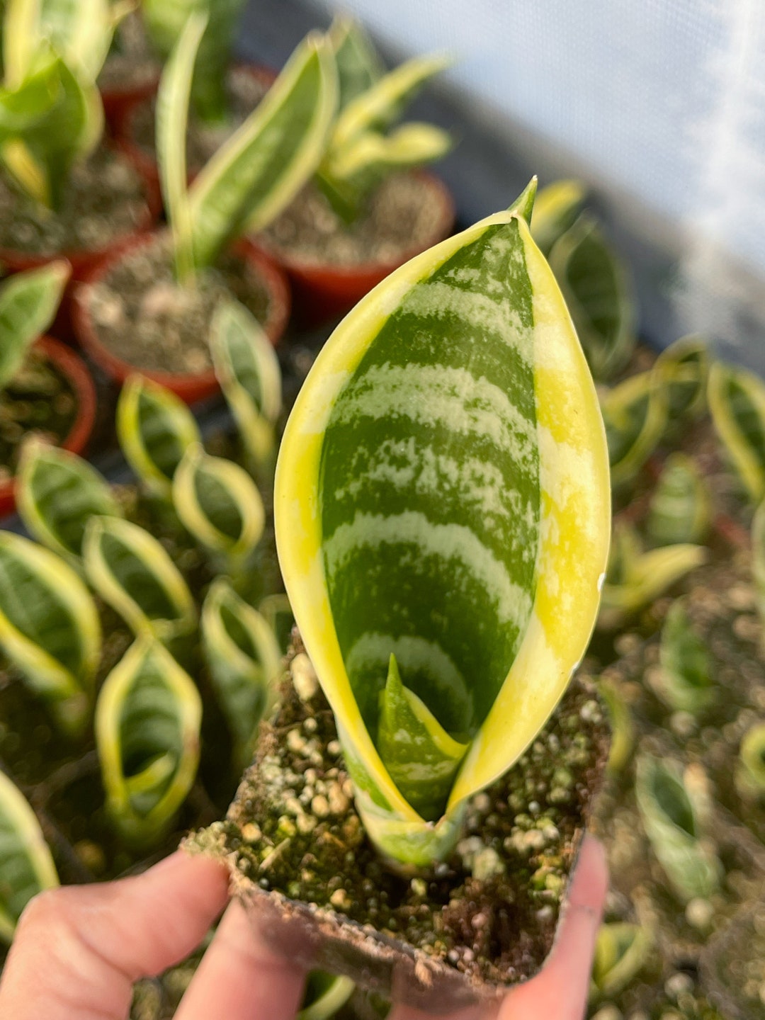 Sansevieria Snake Plant Yellow Snake Plant Live House Plant Live Plant ...