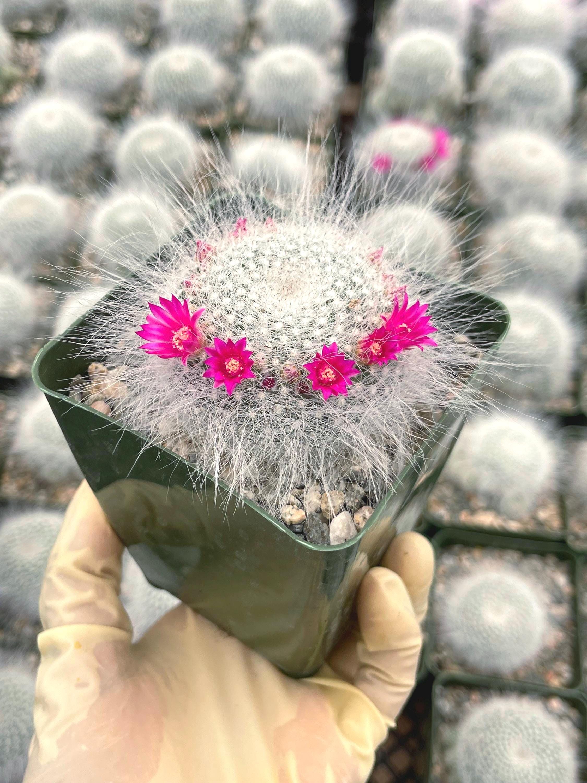 Mammillaria Hahniana | Old Lady Cactus | Live Cactus | Live Plant - Etsy