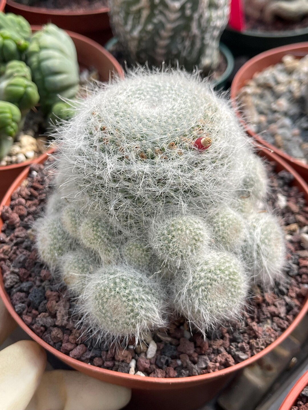 Mammillaria Hahniana | Old Lady Cactus | Live Cactus | Live Plant - Etsy