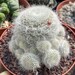 Mammillaria Hahniana | Old Lady Cactus | Live Cactus | Live Plant - Etsy