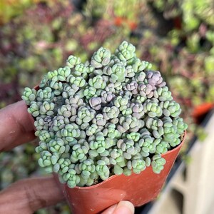 Sedum Dasyphyllum Minor | Live Succulent Plant Compact Succulent ...
