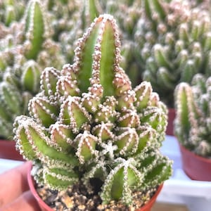 Fairy Castle Cactus | Fairytale Castle Live Indoor Succulent Plant ...