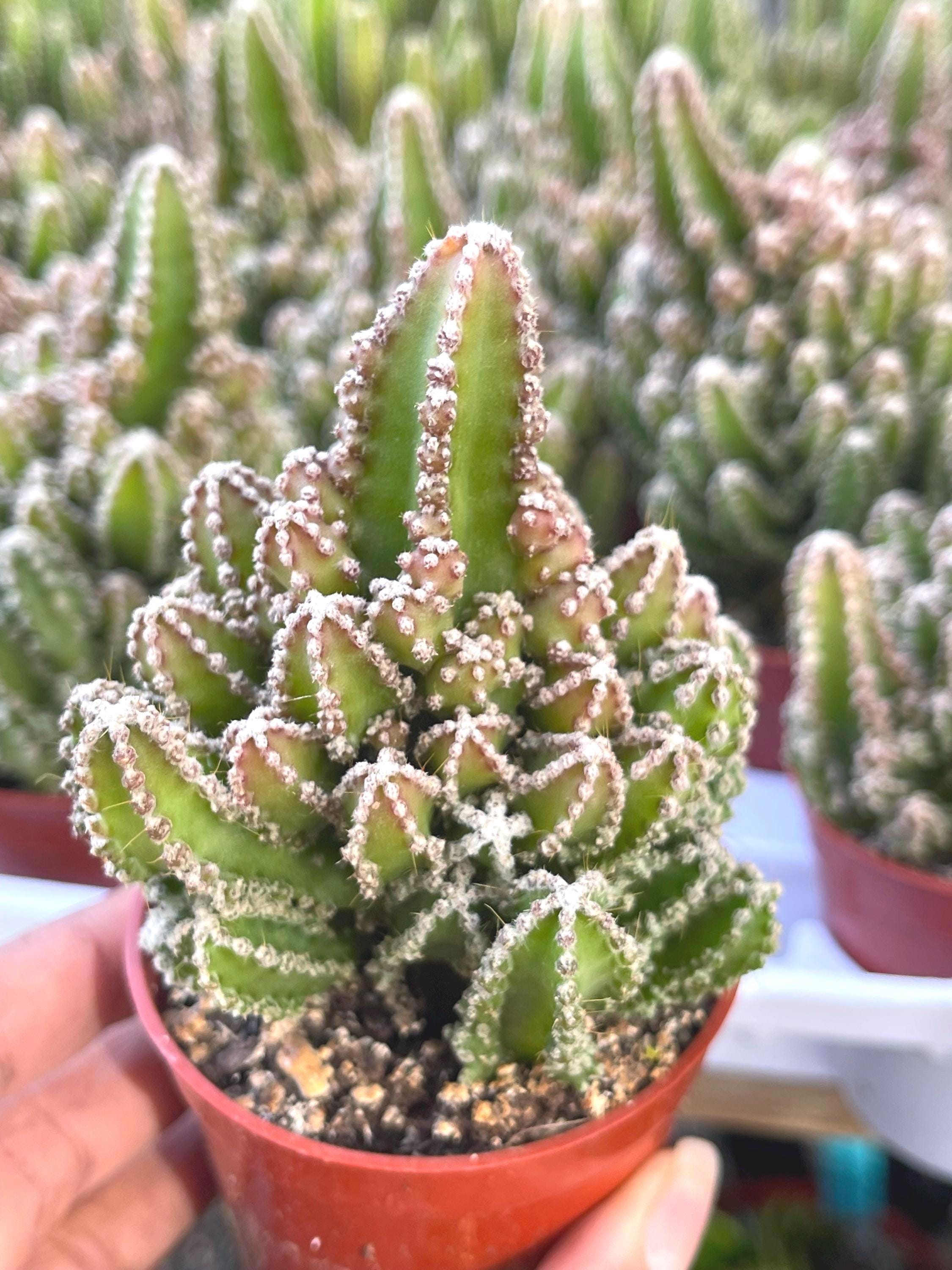 Fairy Castle Cactus | Fairytale Castle Live Indoor Succulent Plant ...