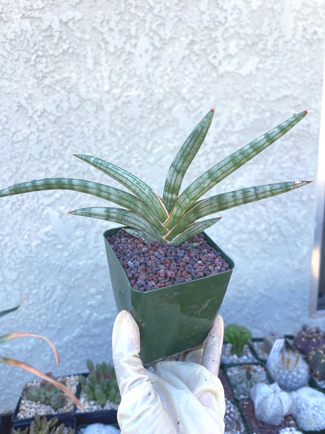 Walking Sansevieria – Starfish Snake Plant, Unique Indoor Houseplant ...