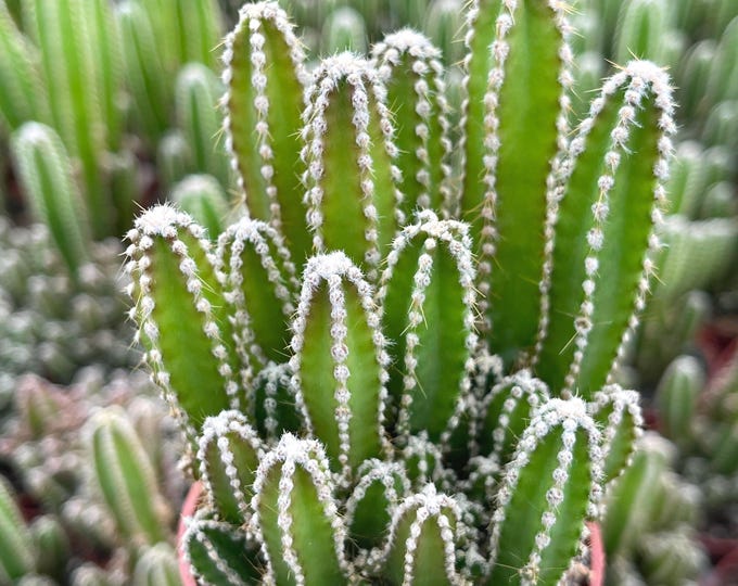 Fairy Castle Cactus | Fairytale Castle Live Indoor Succulent Plant ...