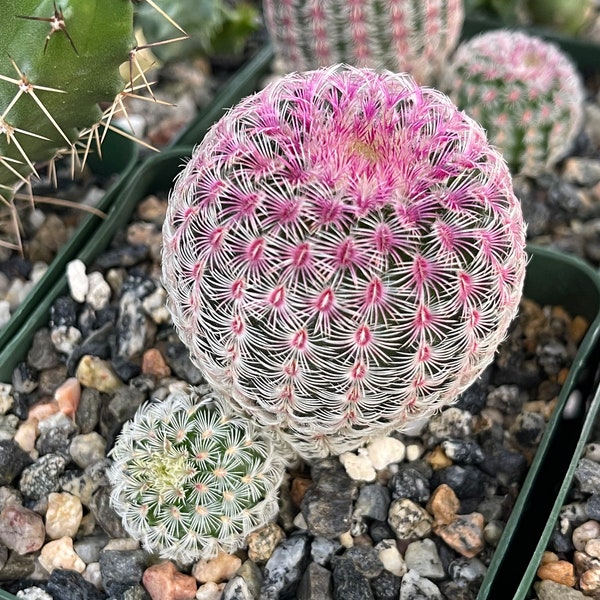 20 Rainbow Cactus Succulent Seed Rare and 10 Cactus Succulent Seed Mix ...