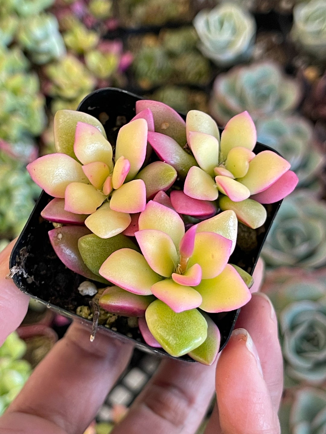 Anacampseros Telephiastrum Variegata | Live Plant Live Succulent Live ...