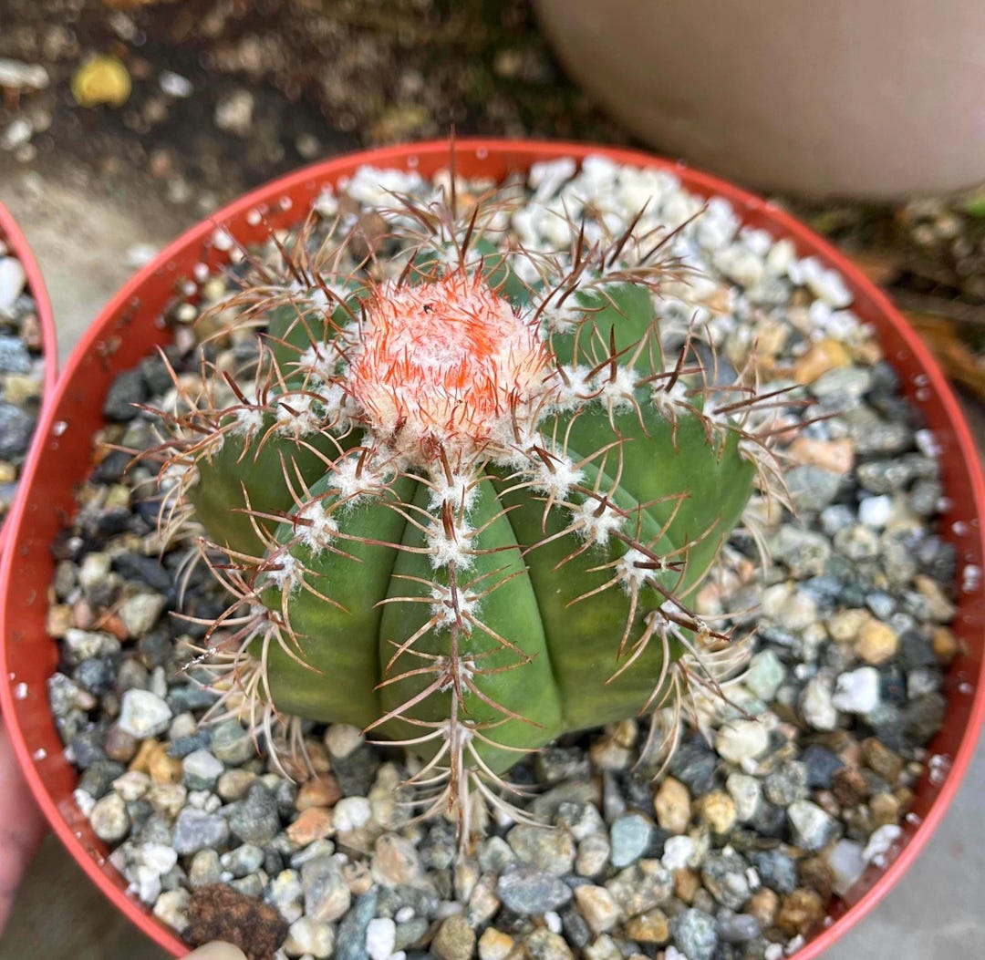 Melocactus Matanzanus Live Plant Live Cactus - Etsy