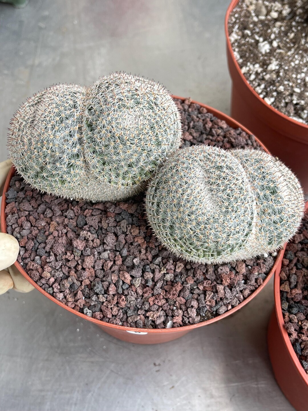 Mammilla Perbella Microthele Double Owl Eye | Cactus Succulent Plant ...