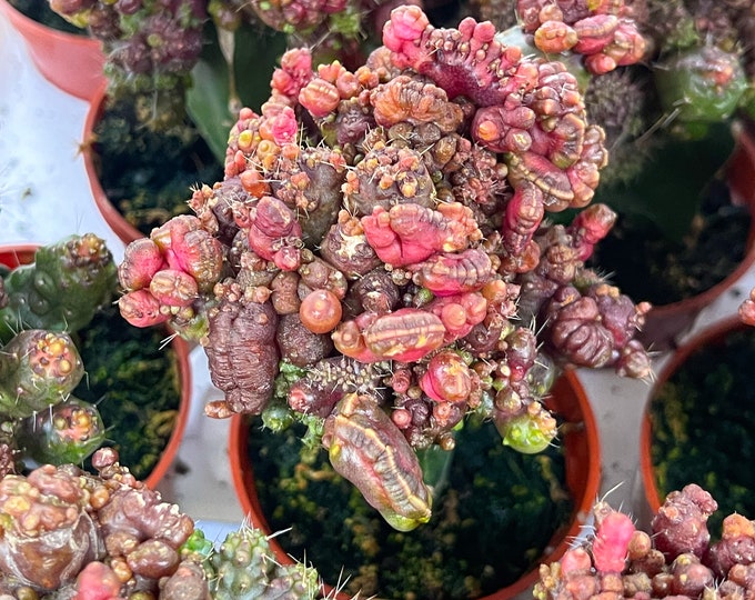 2.5” Echinopsis Cv. Chocolate F. Monstrose Crested | Graft Cactus ...