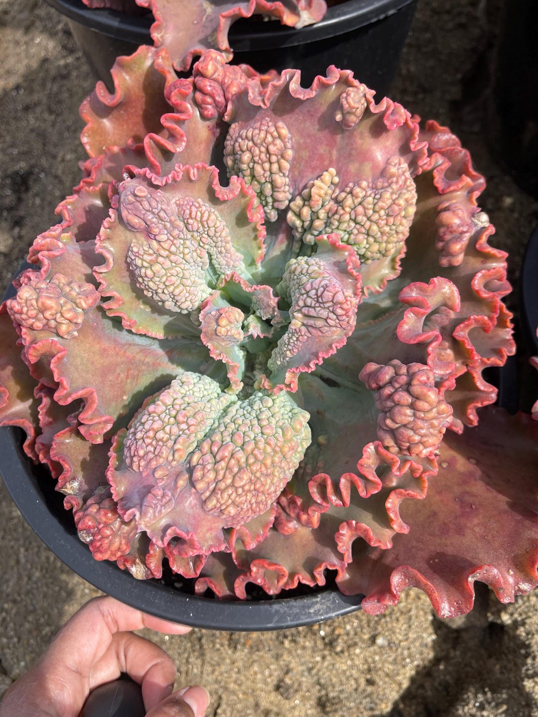 Echeveria Red Coral Bumpy Live Plant Live Succulent - Etsy