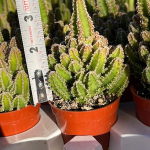 Fairy Castle Cactus | Fairytale Castle Live Indoor Succulent Plant ...