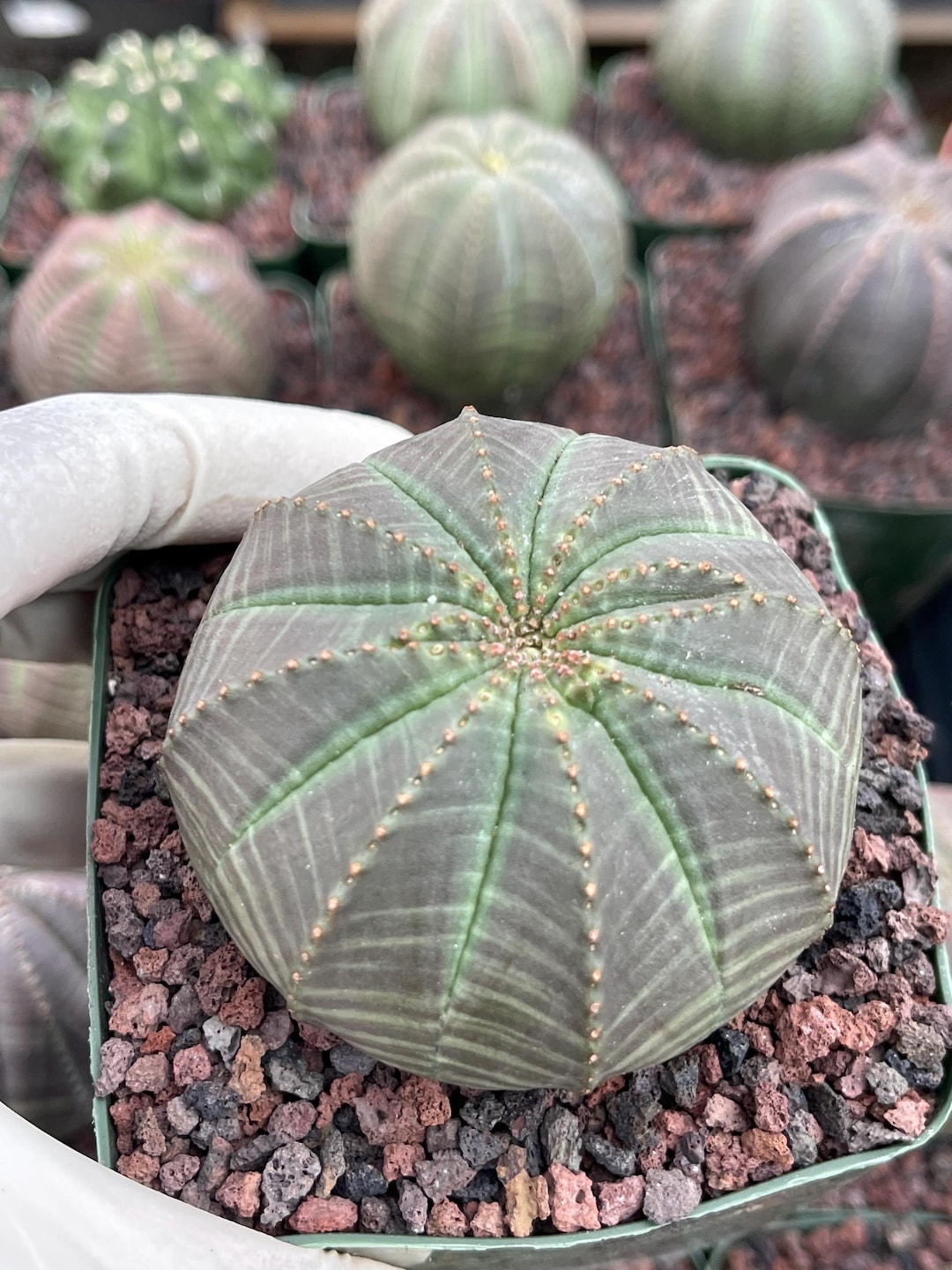 Euphorbia Obesa – Baseball Cactus, Rare Succulent, Live Plant, Unique ...
