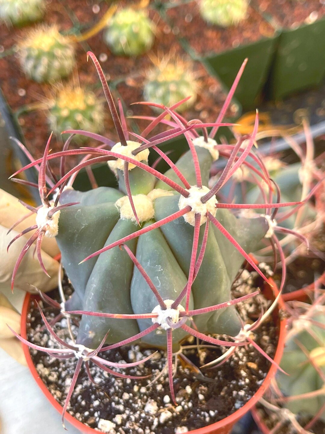 Ferocactus Emoryi | Live Red Spines Cactus Plant Desert Succulent Home ...