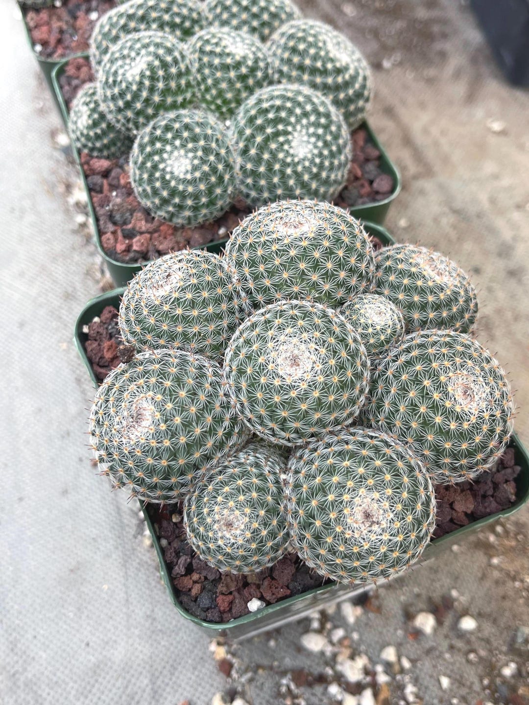 Mammillaria Microthele Cluster | Mature Plant | Live Plant | Live ...