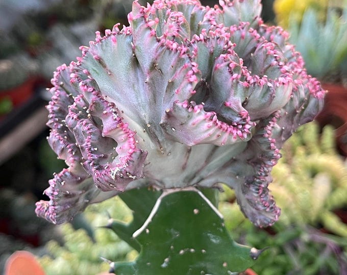 Coral Cactus Succulent Plant | Unique Wavy Fan-shaped Cactus Exotic ...