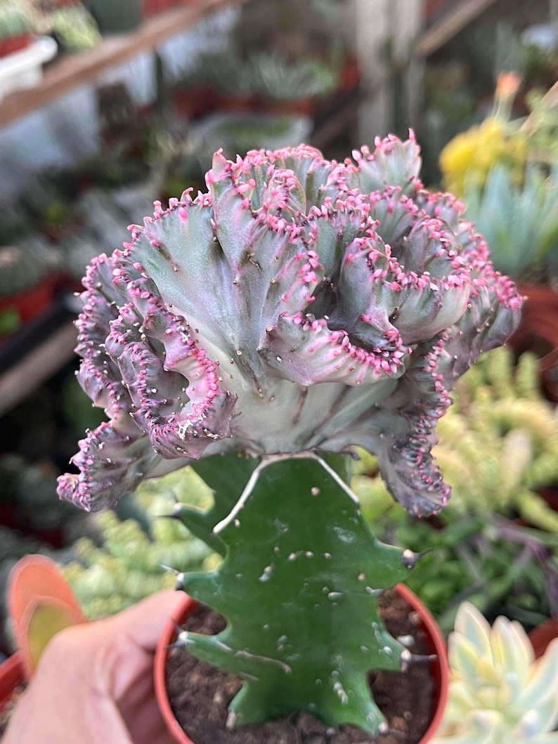 Coral Cactus Succulent Plant | Unique Wavy Fan-shaped Cactus Exotic ...