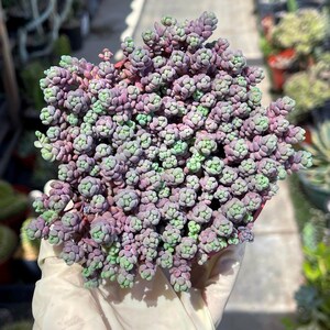 Sedum Dasyphyllum Minor | Live Succulent Plant Compact Succulent ...