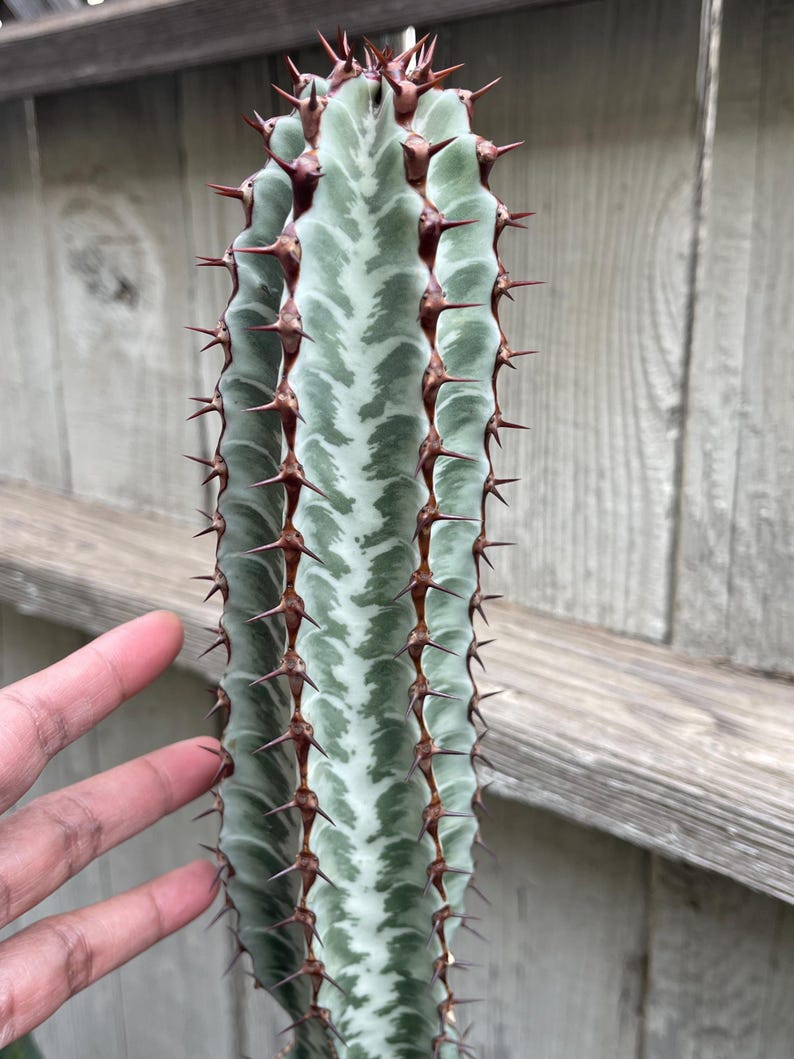 Euphorbia Confinalis | Rare Plant | Live Plant, Exotic Cactus, Cactus ...