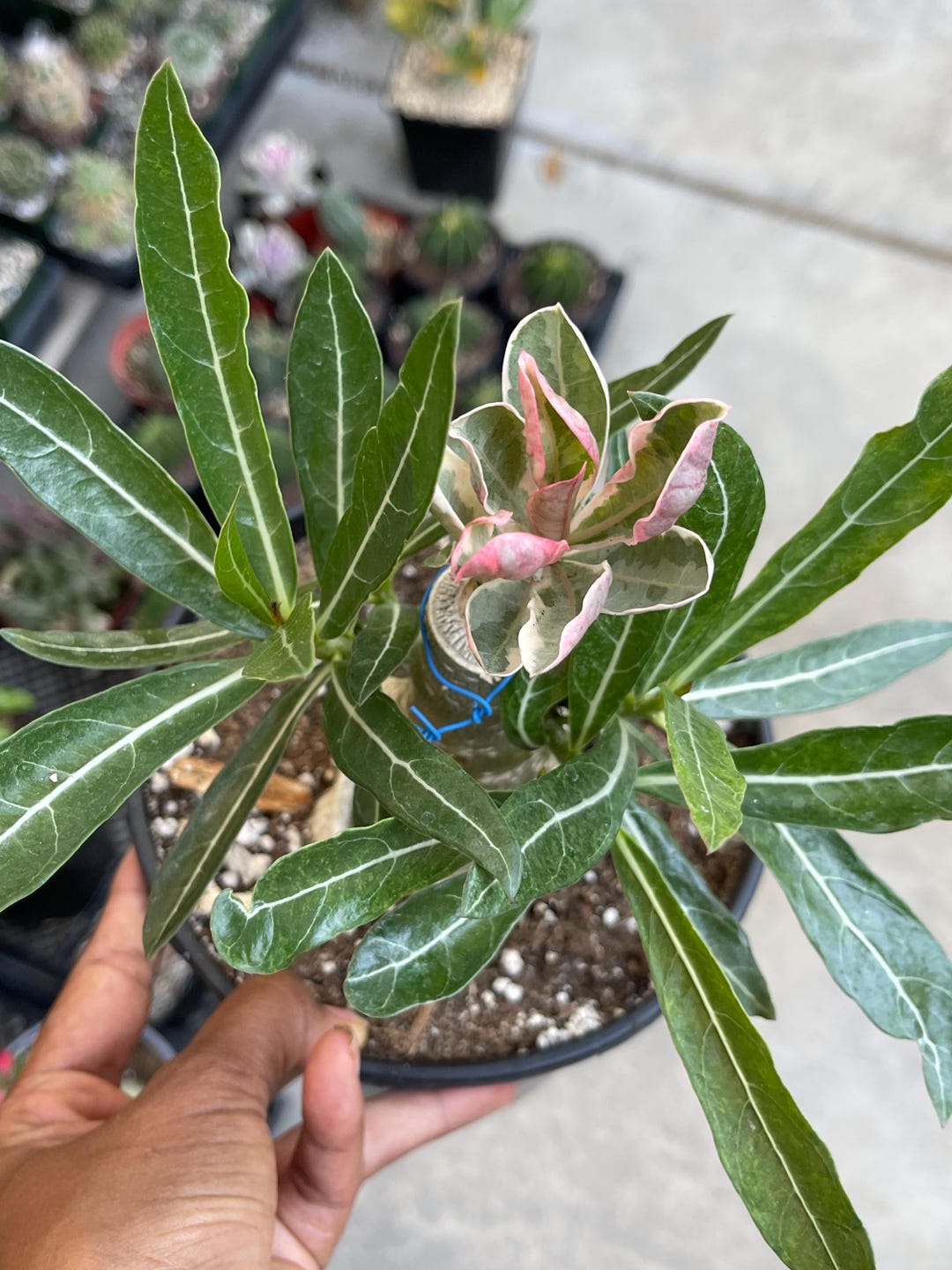 Variegated Adenium Arabicum | Live Plant Rare Plant Exotic Cactus ...
