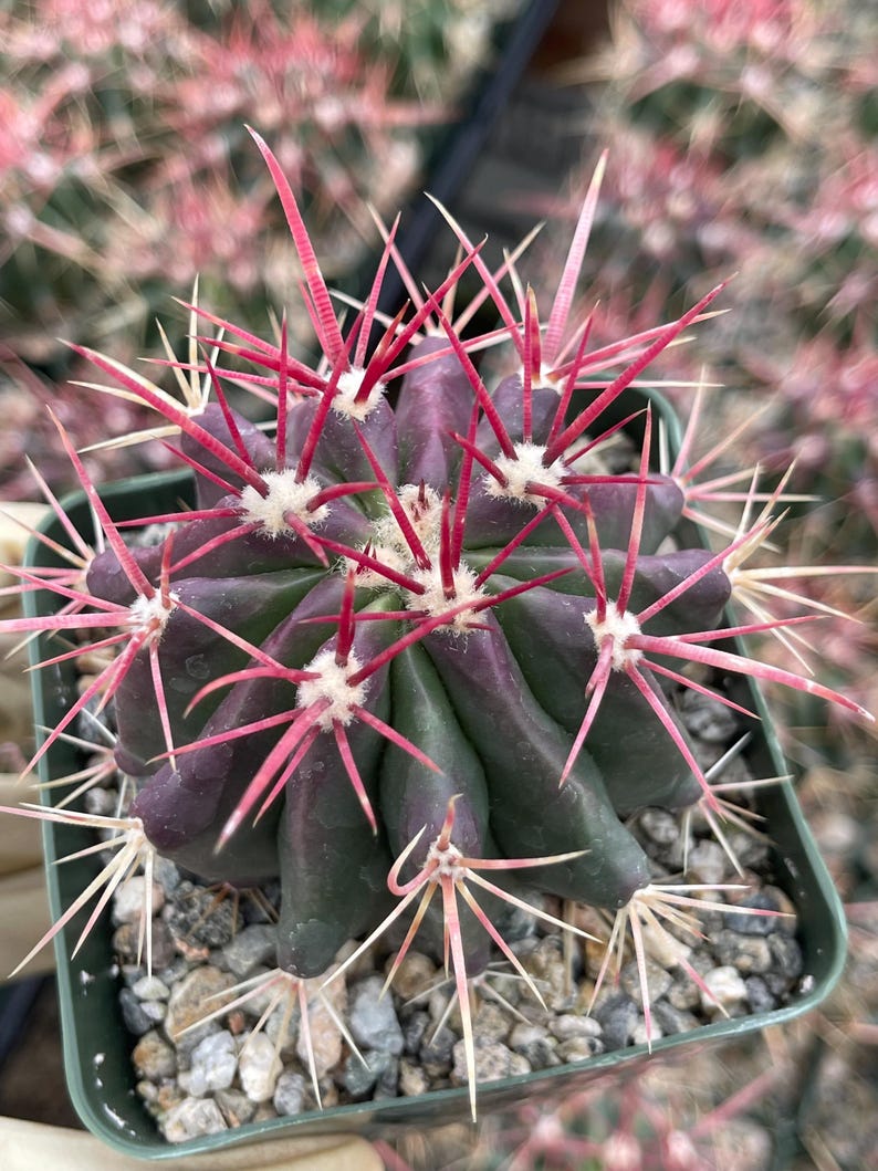 Ferocactus Stainesii | Live Cactus | Rare Plant in 3.5” Pot - Etsy