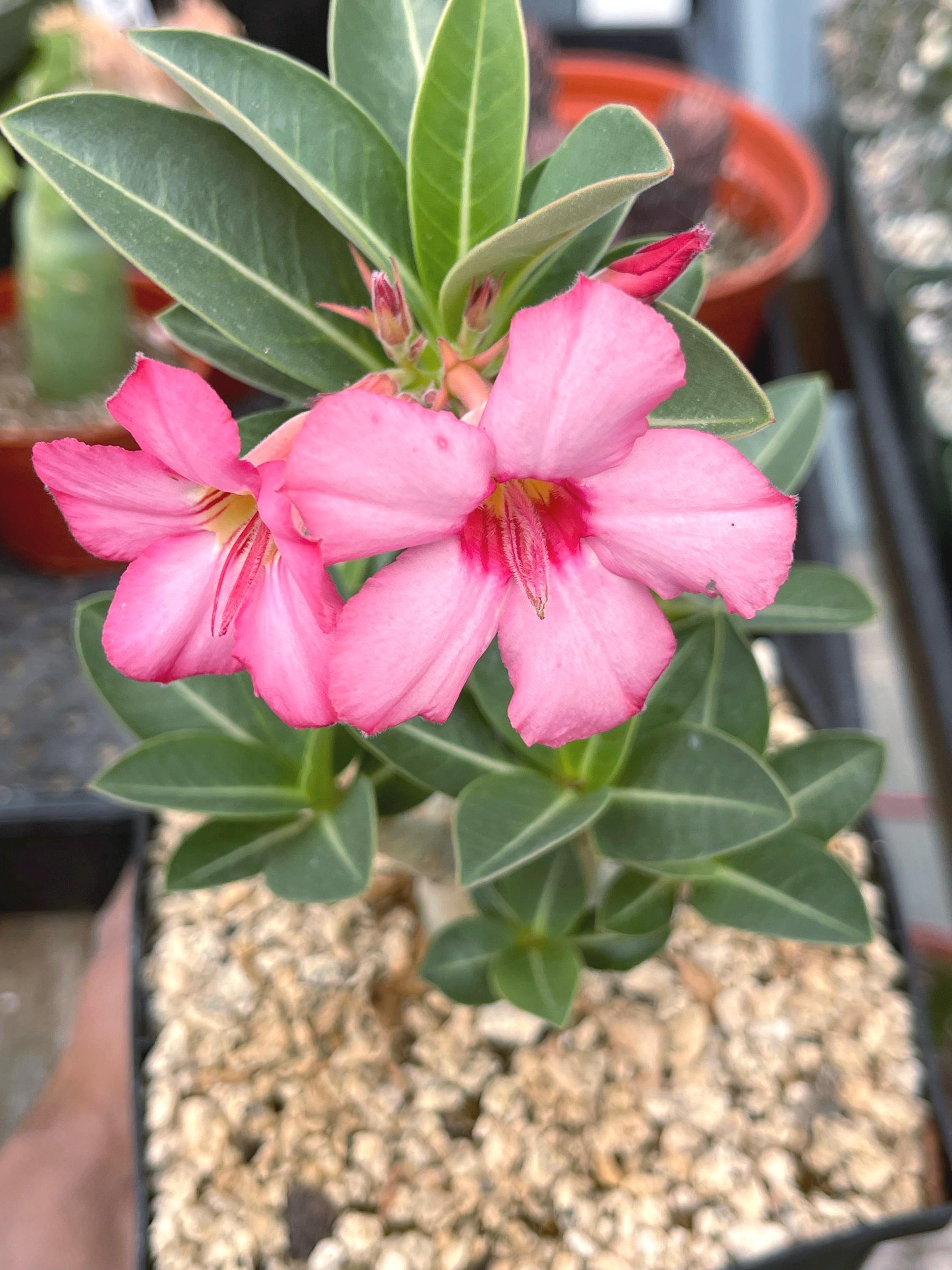 Adenium Arabicum | Live Plant Rare Plant Exotic Cactus Cactus Garden ...