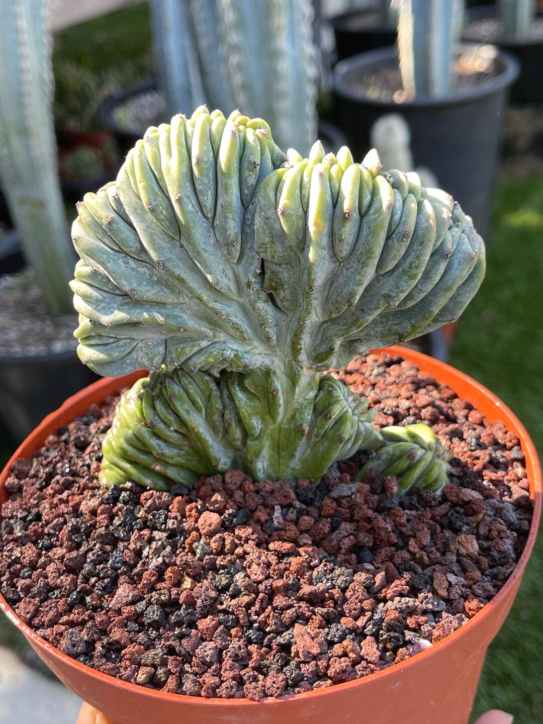 Crested Myrtle Blue Cactus Blue Candle Cactus Colorful Cactus Unique ...