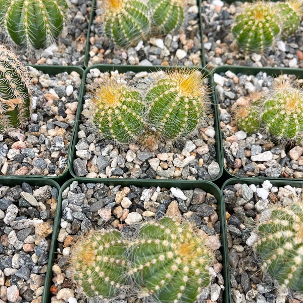 Cactus Balloon - Etsy