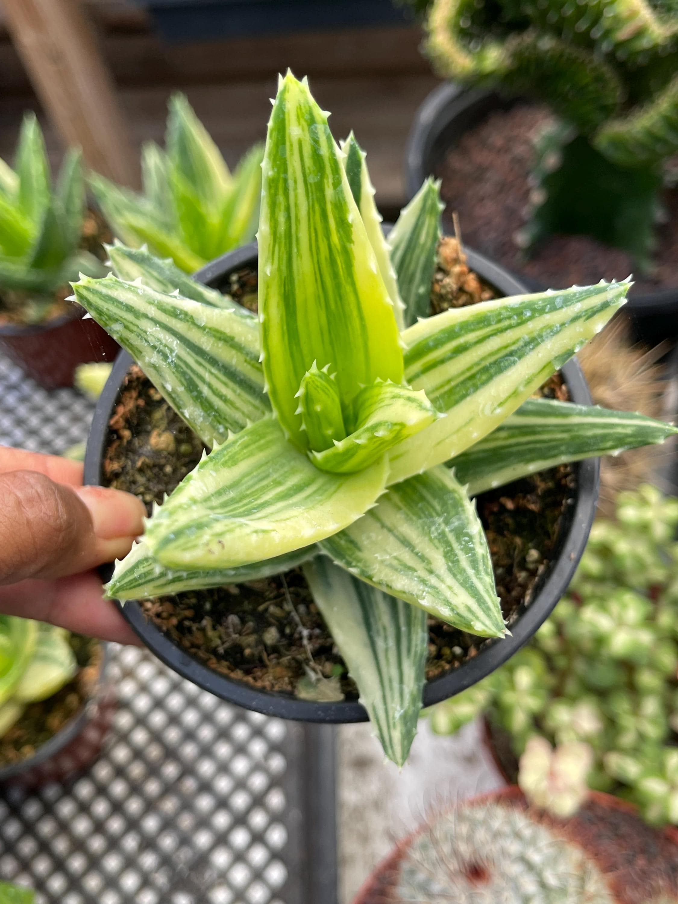 Variegated Aloe Nobilis | Variegated Aloe | Rare Aloe Live Succulent ...