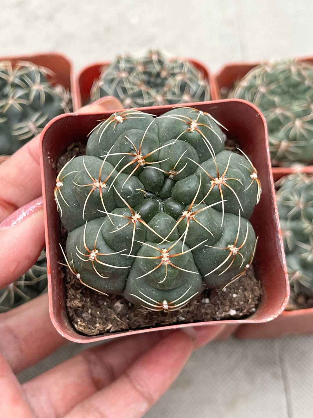 Dwarf Chin Cactus | Gymnocalycium Baldianum Live Plant Unique Succulent ...