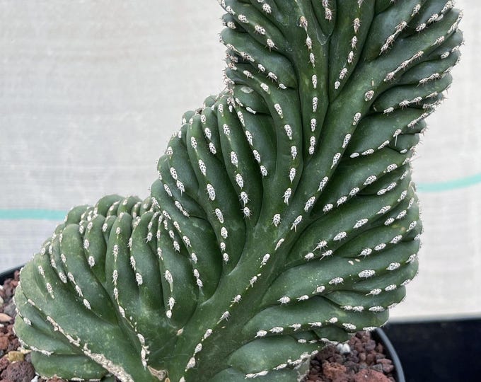 Mexican Fence Post Crested Cactus Rare Plant Unique Crested Cactus Low ...