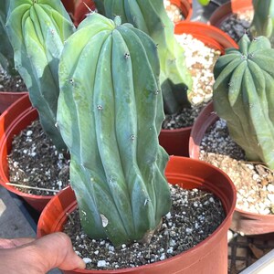 Crested Myrtle Blue Cactus Blue Candle Cactus Colorful Cactus Unique ...