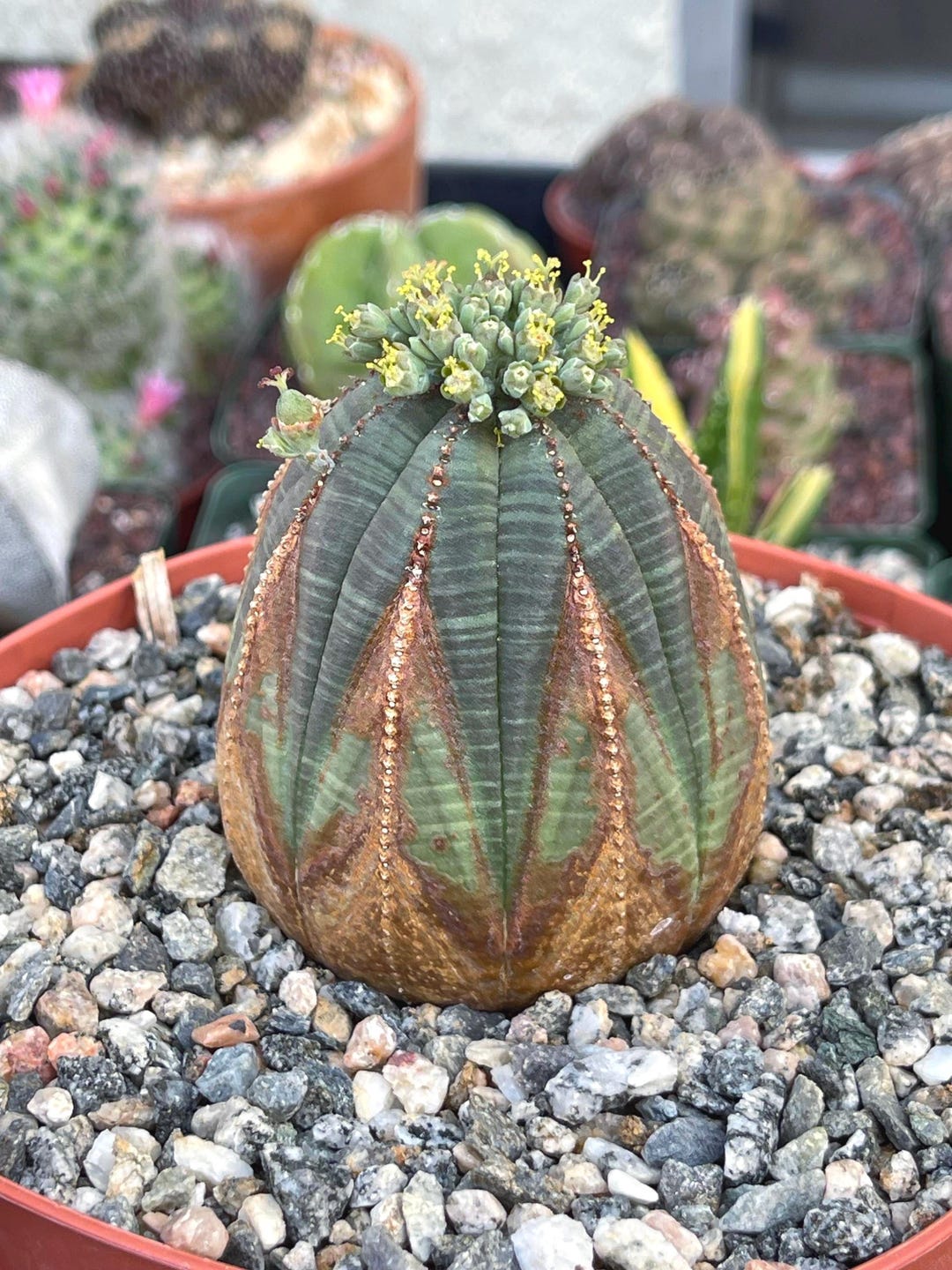 Euphorbia Obesa – Baseball Cactus, Rare Succulent, Live Plant, Unique ...