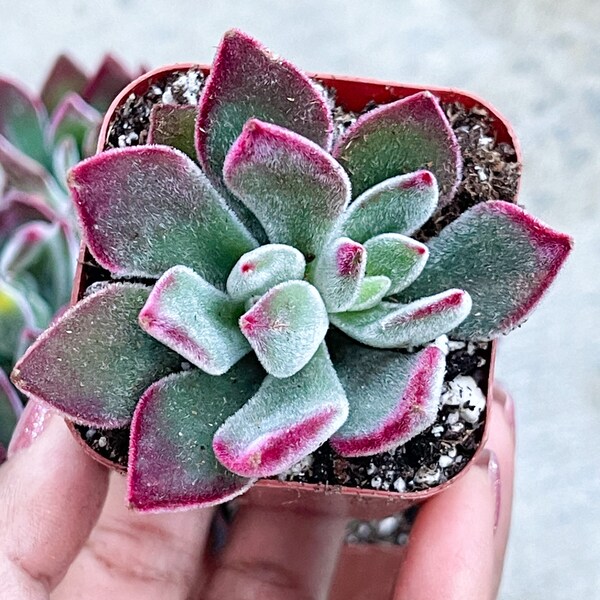 Fuzzy Succulent - Etsy