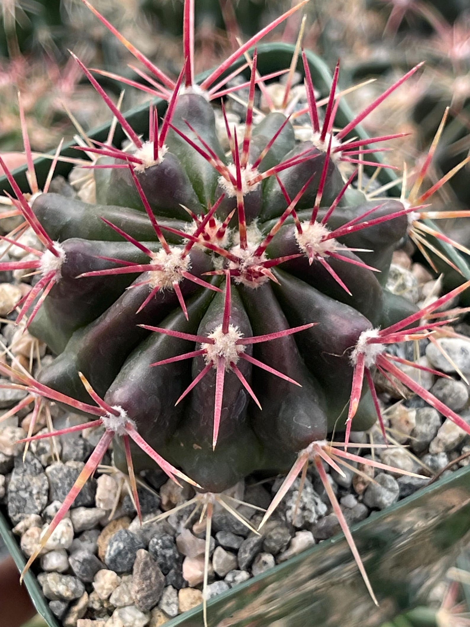 Ferocactus Stainesii | Live Cactus | Rare Plant in 3.5” Pot - Etsy