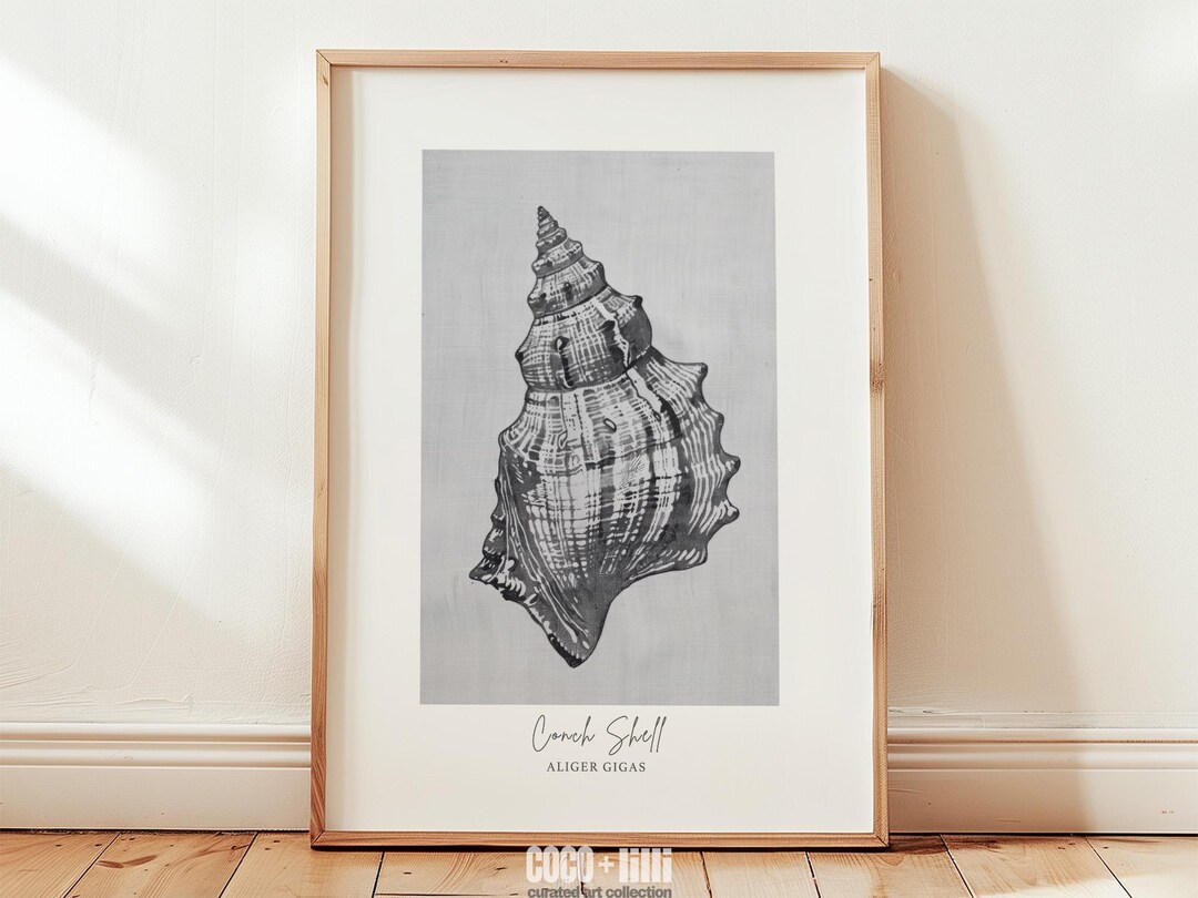Conch Shell Ocean Art Gray Wall Art Beach House Decor Coastal Wall Art ...