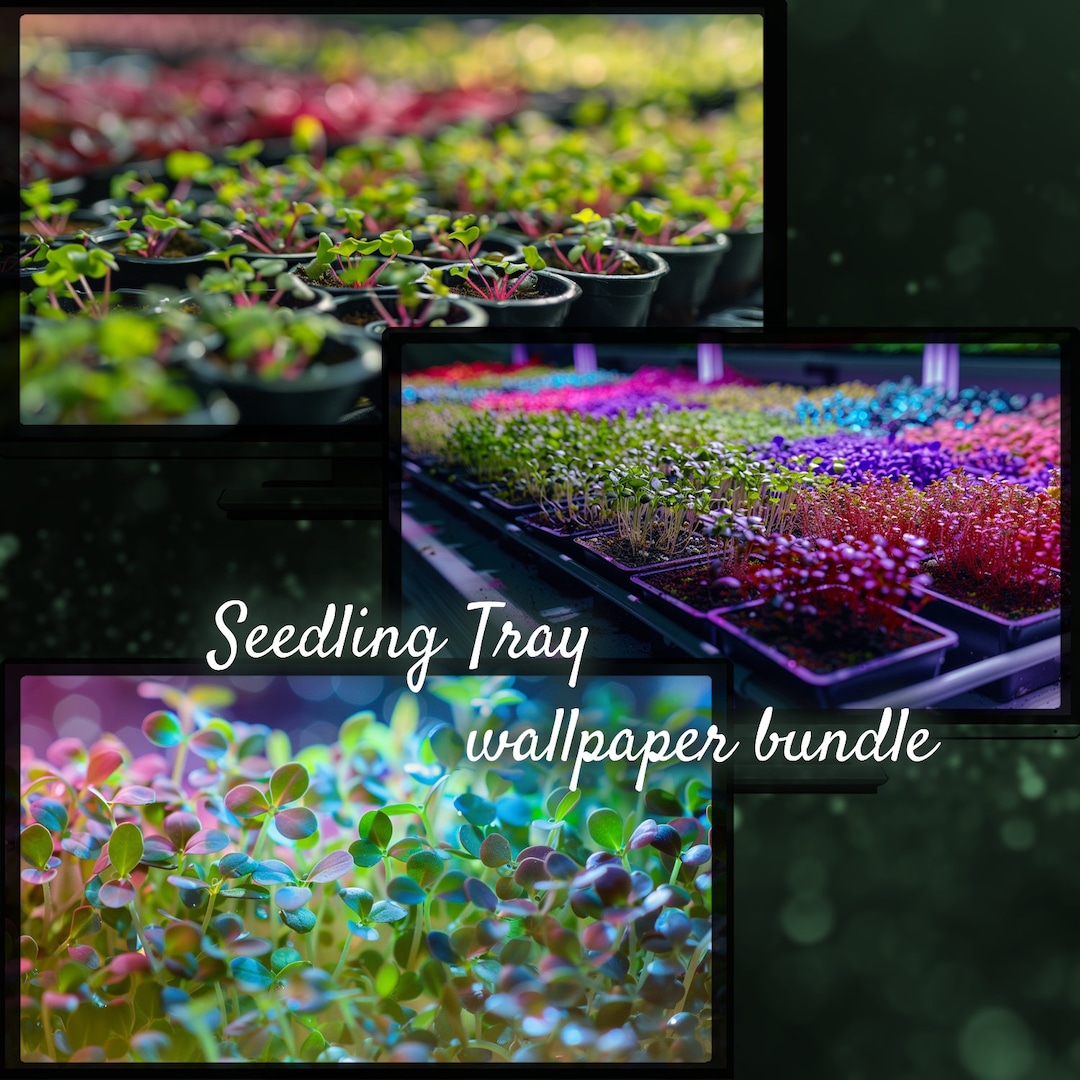 Plant Sprouts Desktop Background, Spring Houseplant Seedling Gardening ...