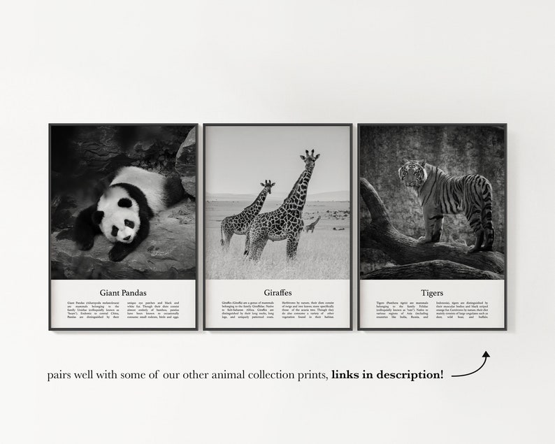Giraffe Print, Printable Giraffe Wall Art, Infographic Giraffe Poster ...