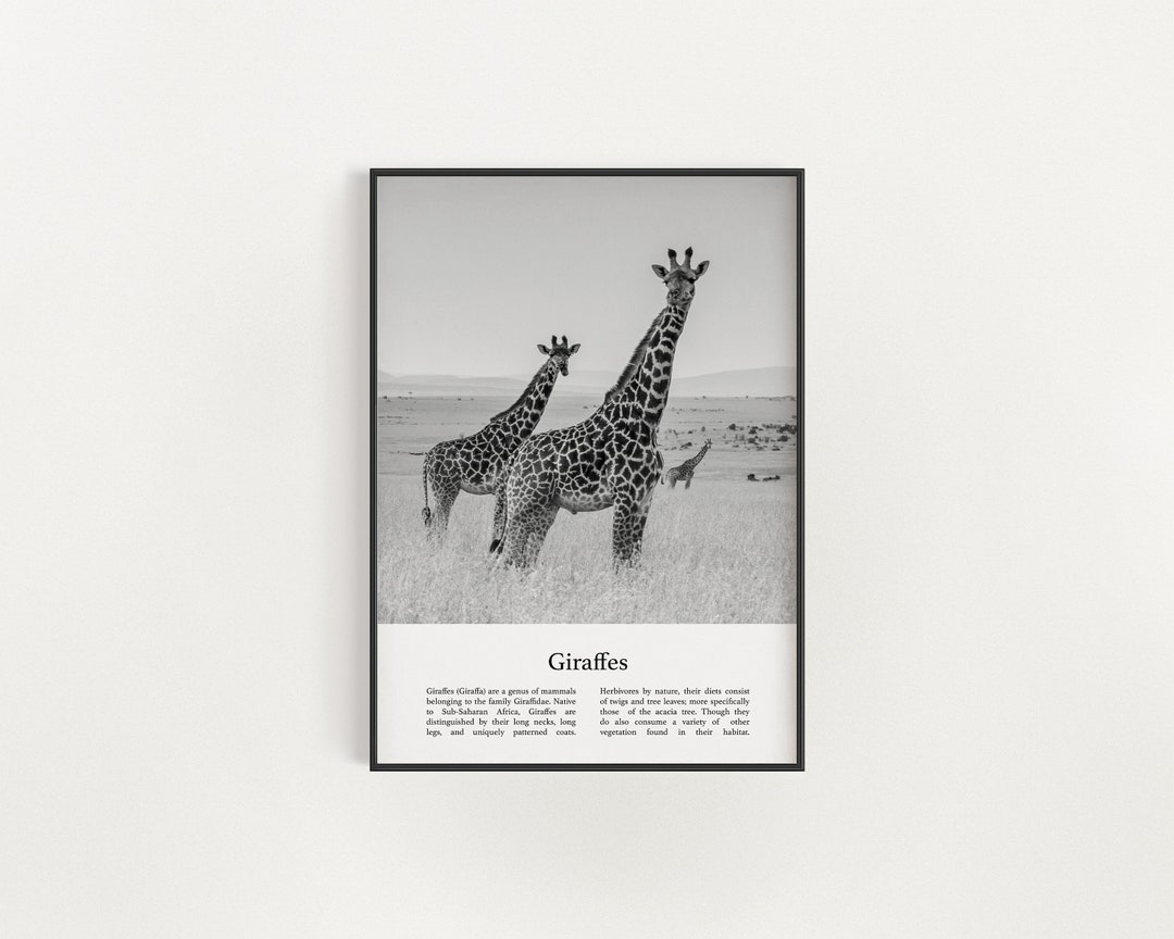 Giraffe Print, Printable Giraffe Wall Art, Infographic Giraffe Poster ...