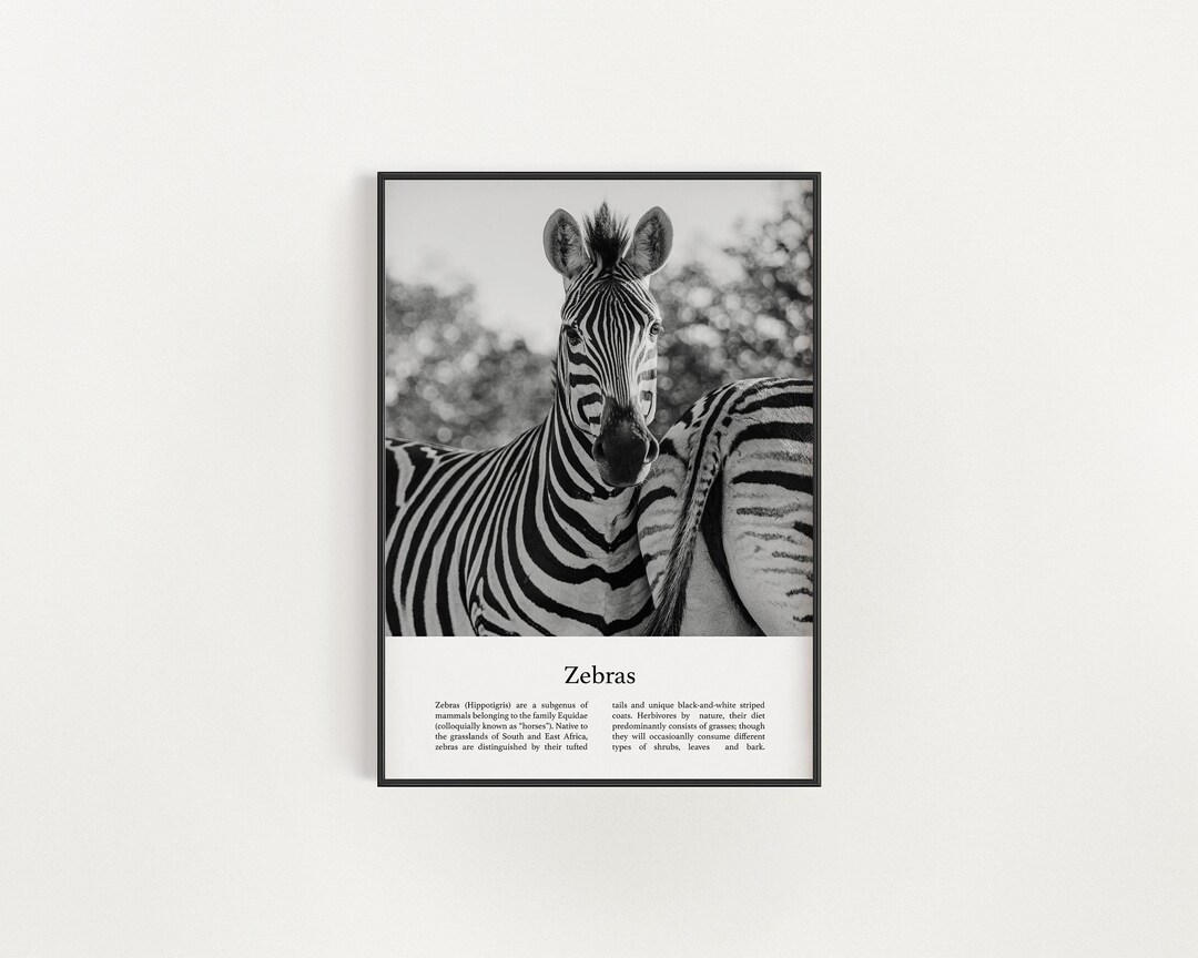 Zebra Print, Printable Zebra Wall Art, Infographic Zebra Poster, Black ...